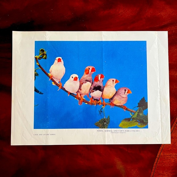 None | Art | Poster Print White Normal And Fawn Zebra Finches | Poshmark